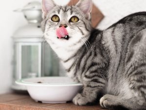 Las mejores recetas de paté para gatos - Experto Gatuno